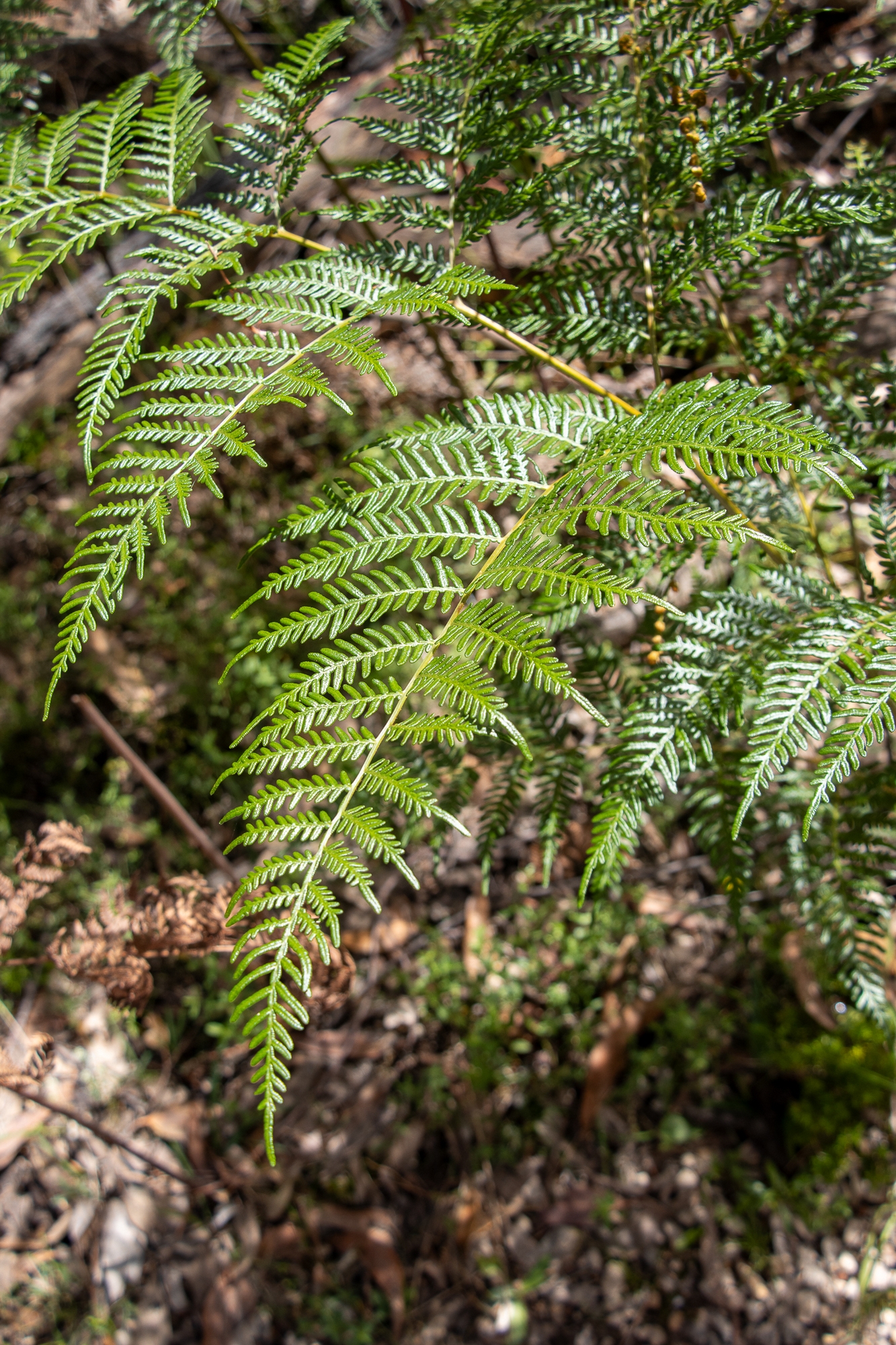 Pteridium esculentum subsp. esculentum