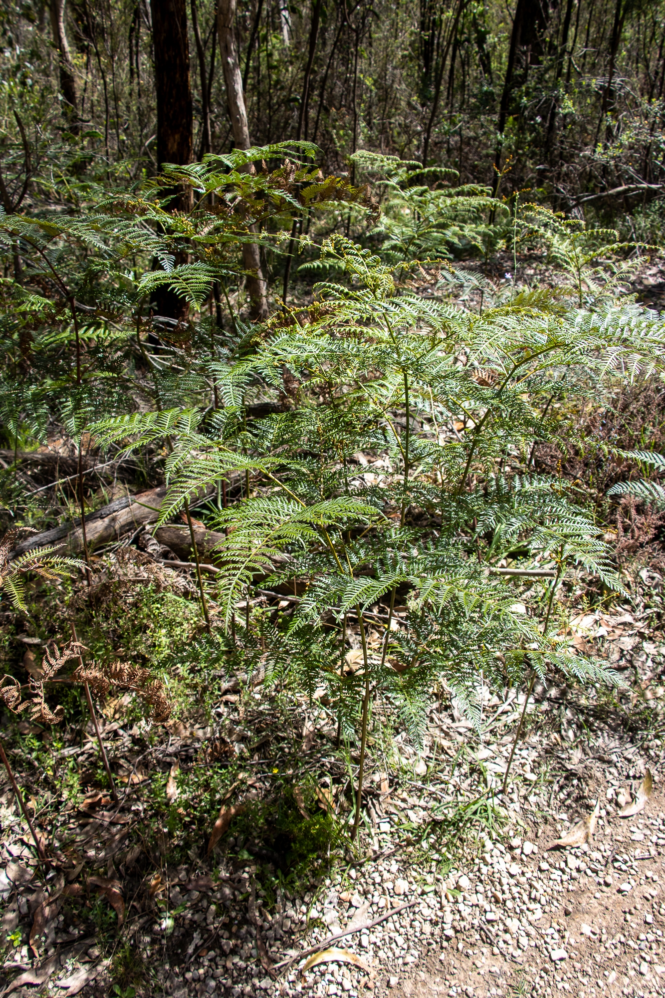 Pteridium esculentum subsp. esculentum