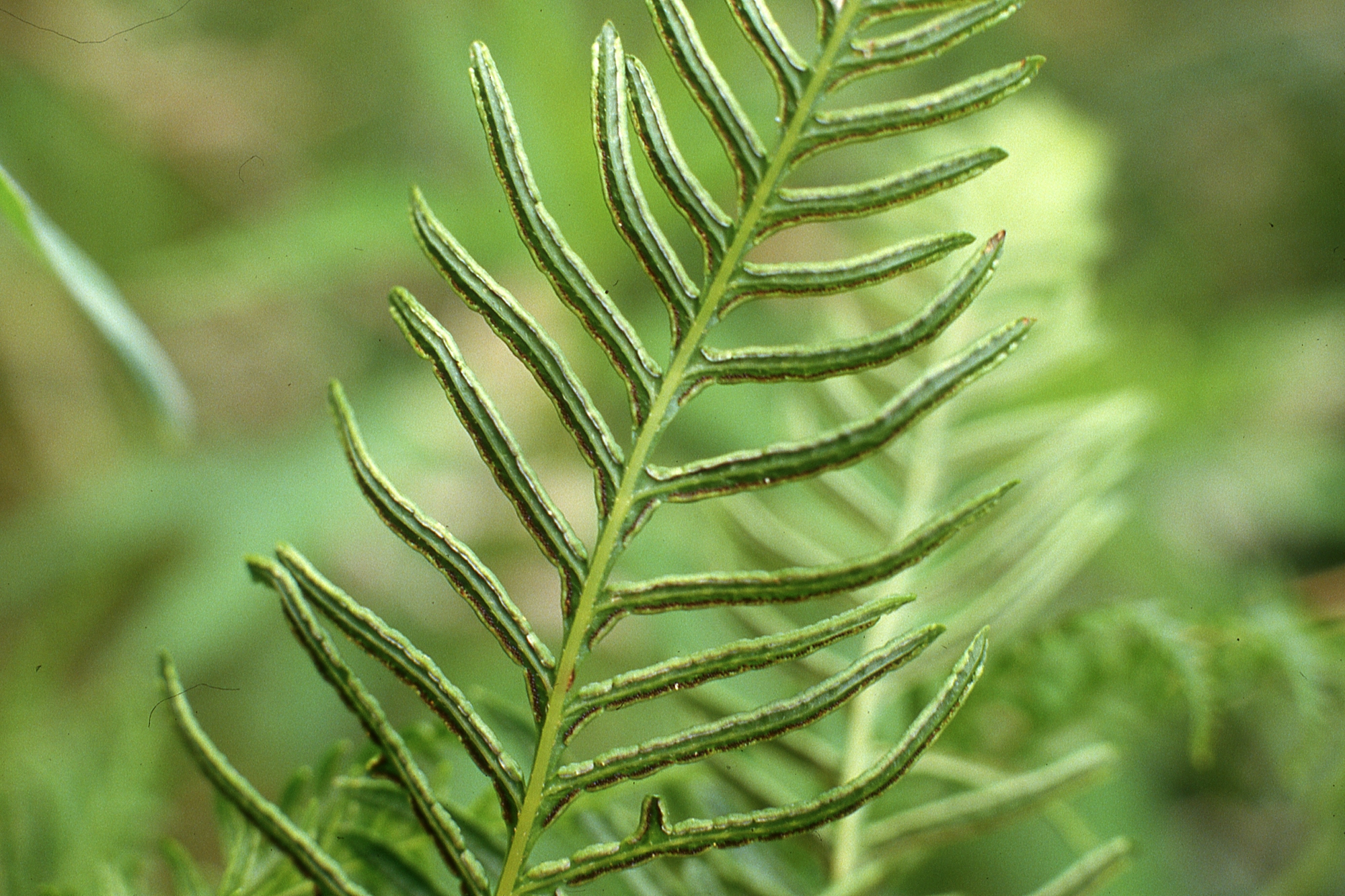 Pteris tremula
