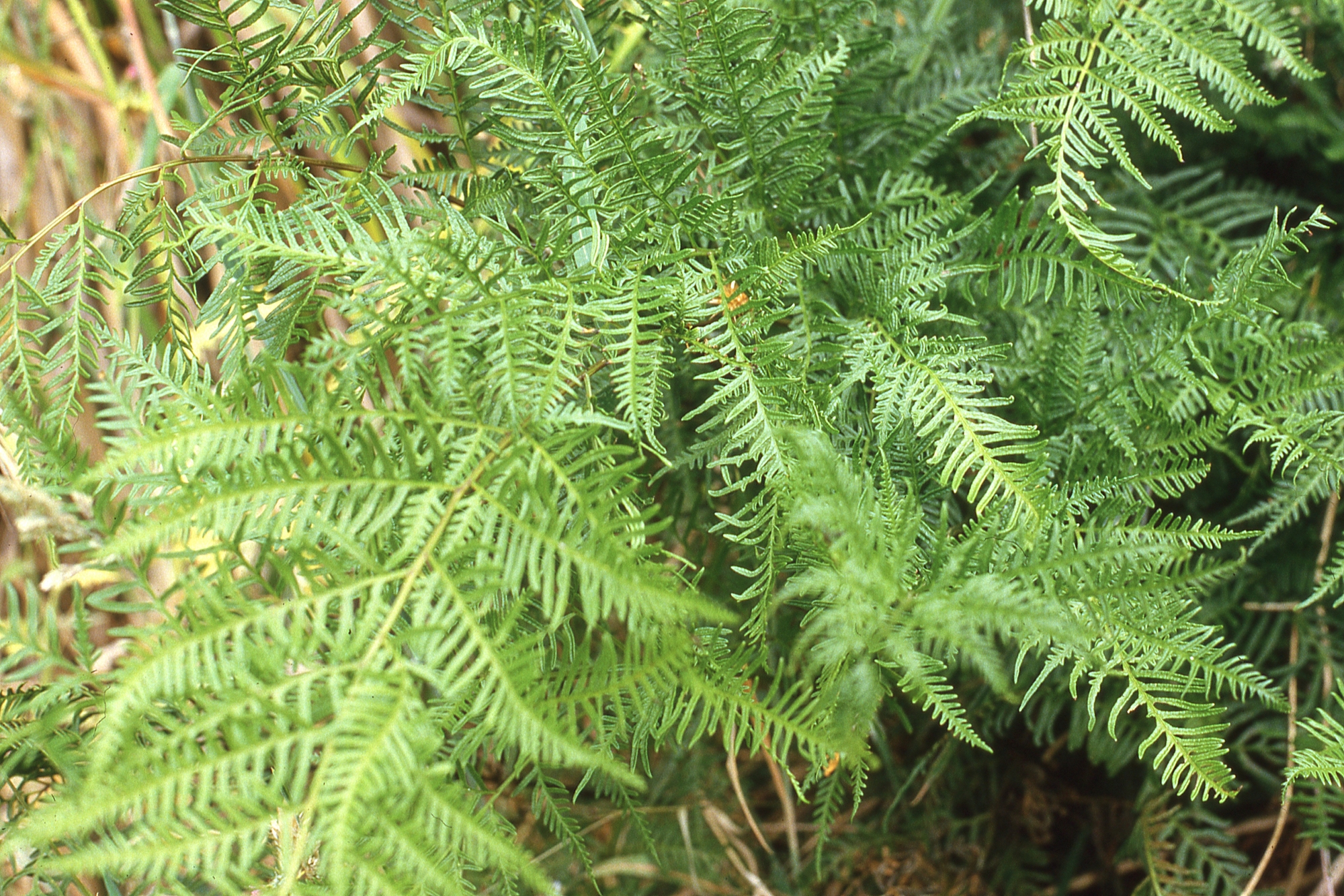 Pteris tremula