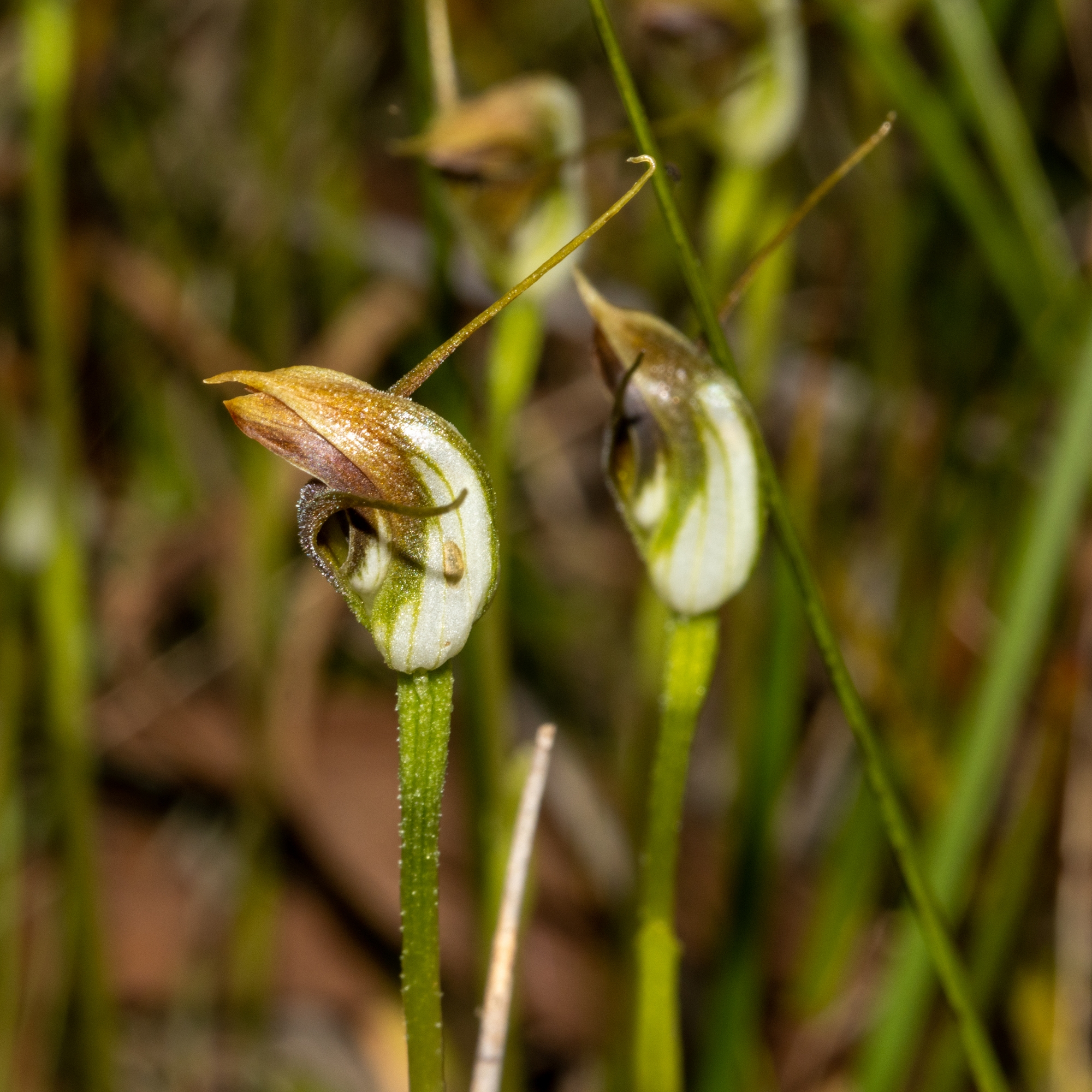 Pterostylis pedunculata