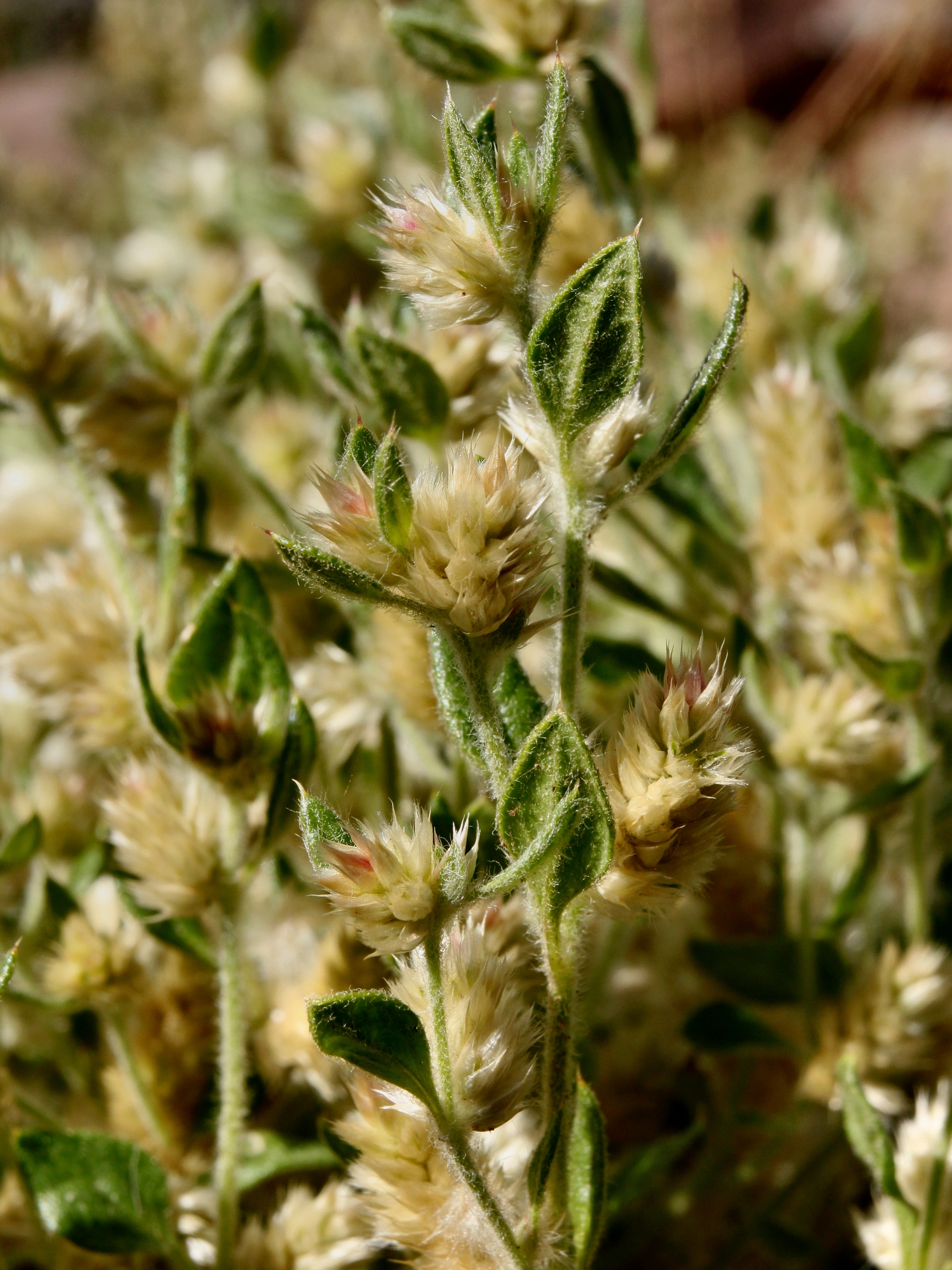 Ptilotus decipiens