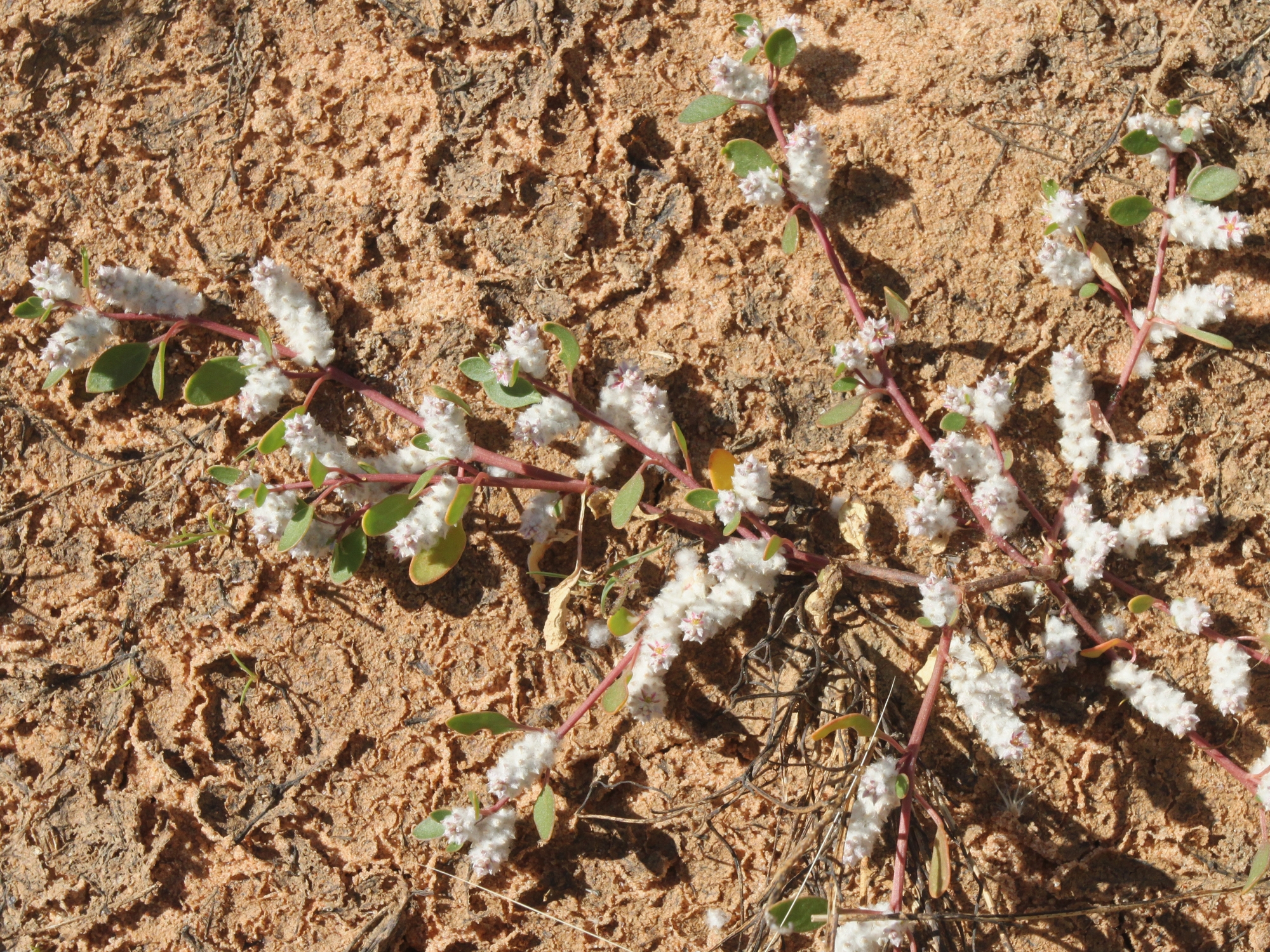 Ptilotus murrayi