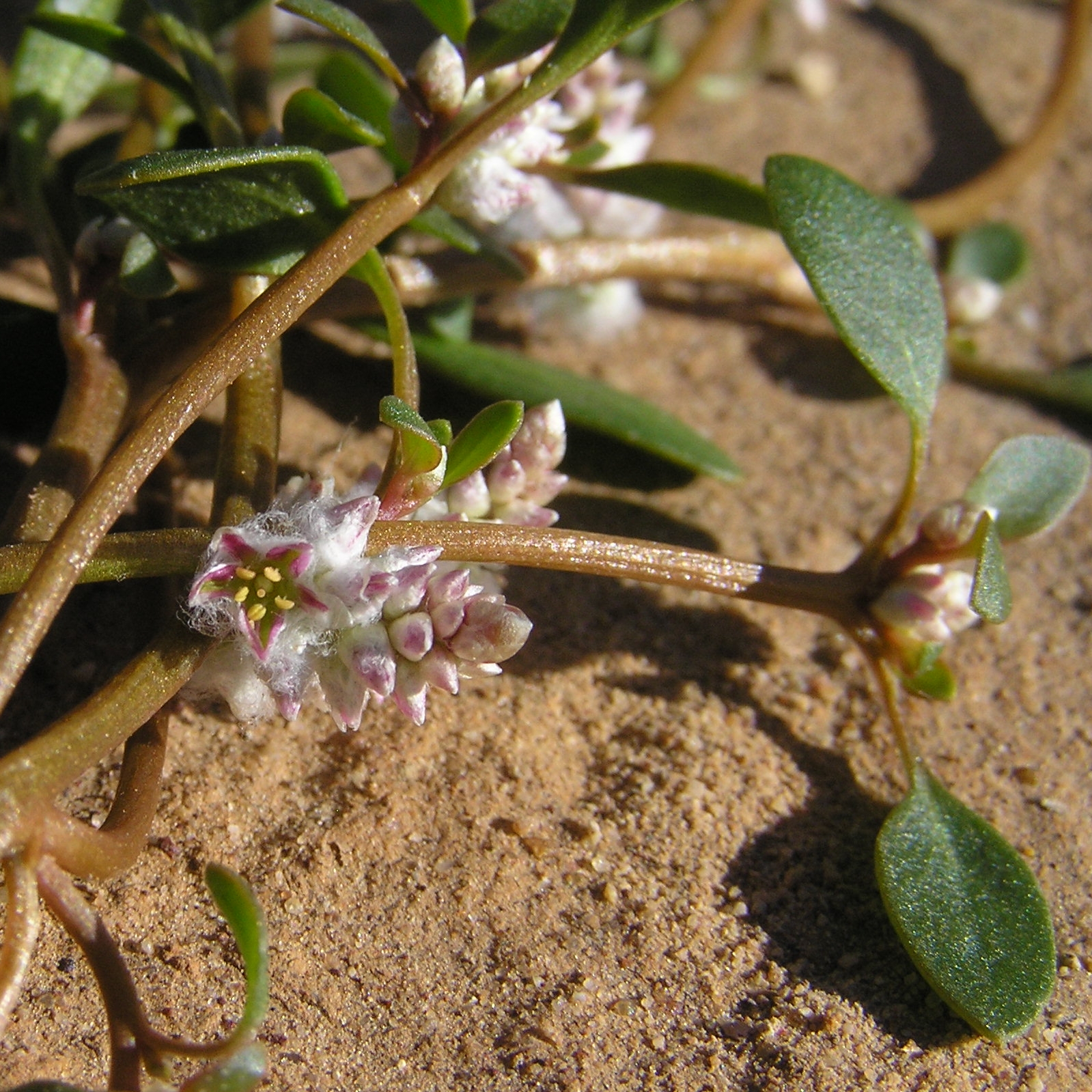 Ptilotus murrayi