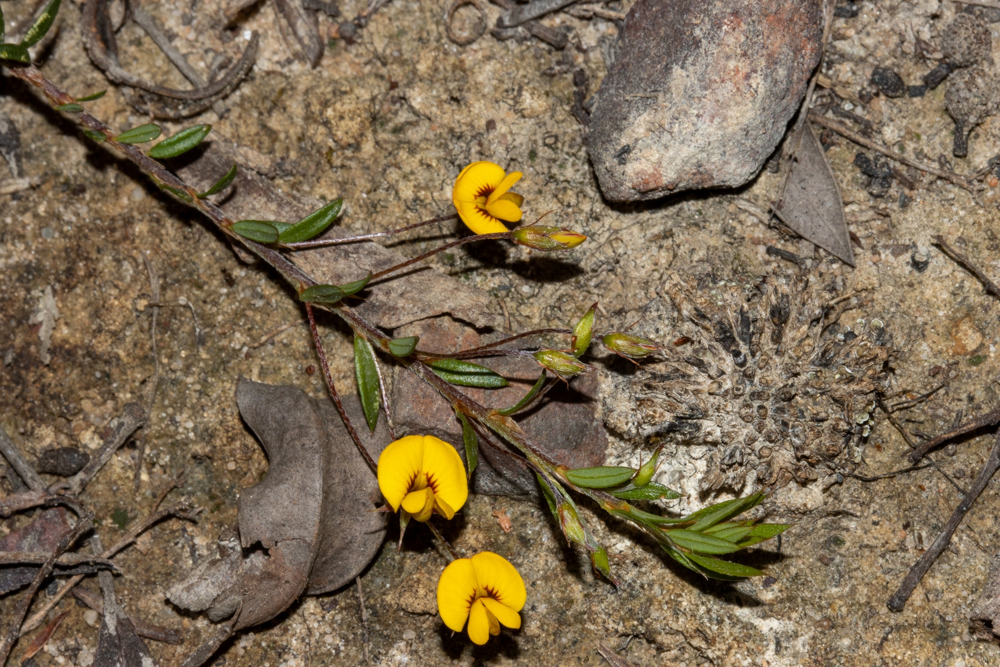 Pultenaea pedunculata