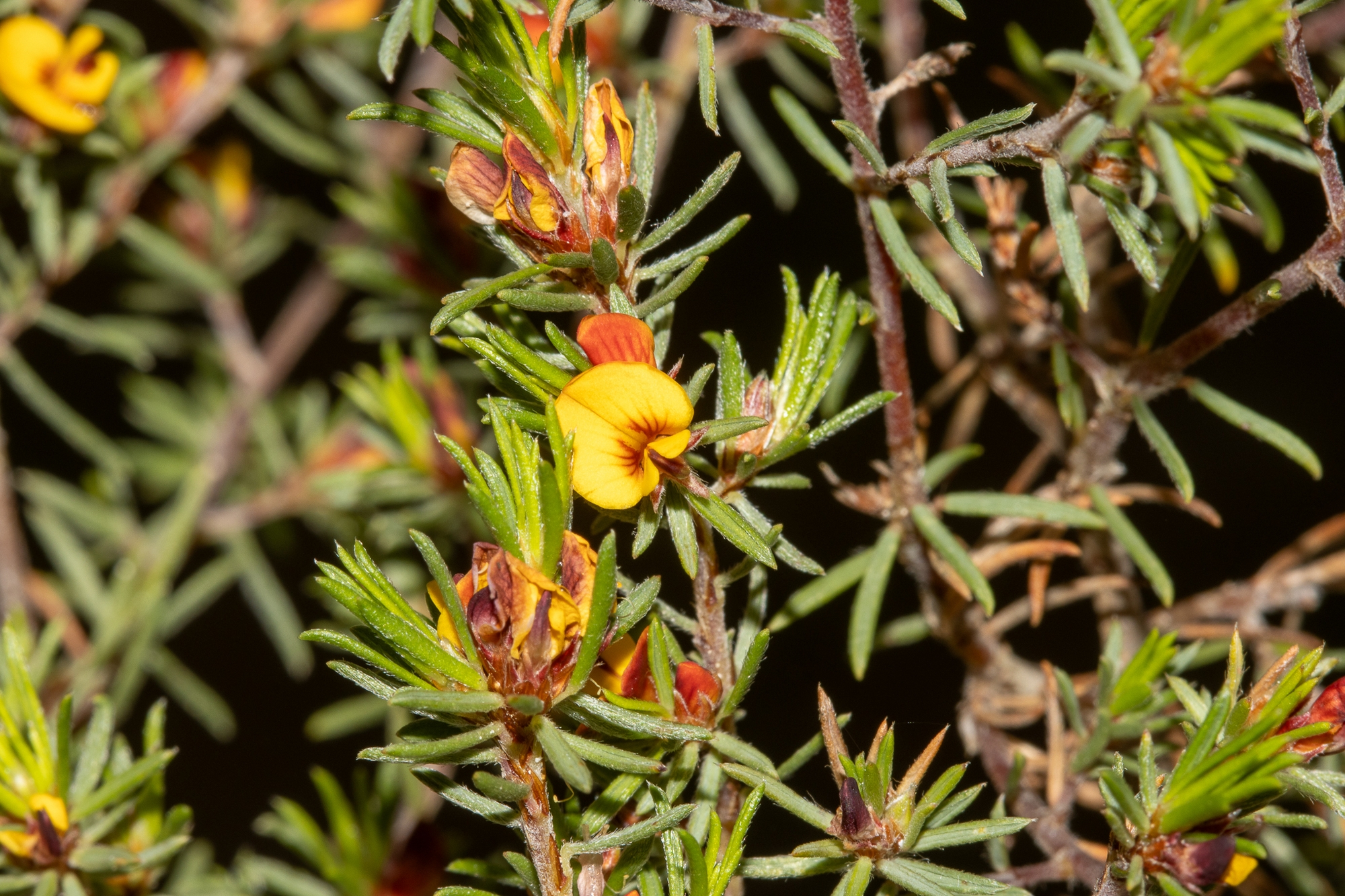 Pultenaea tenuifolia