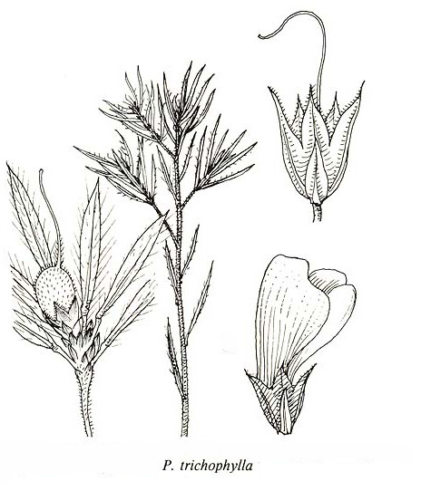 Pultenaea trichophylla