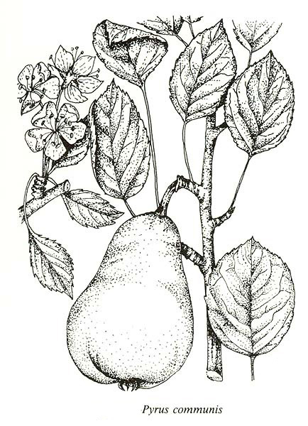 Pyrus communis