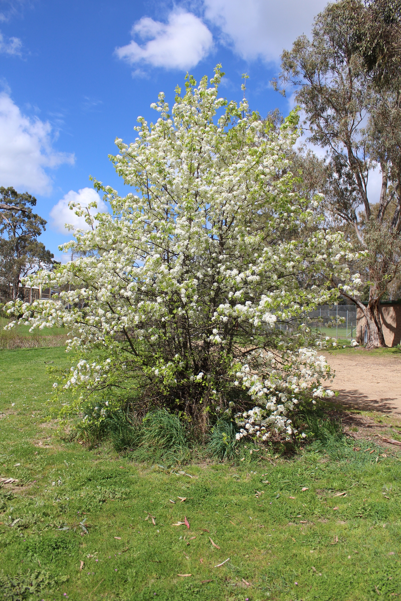 Pyrus communis