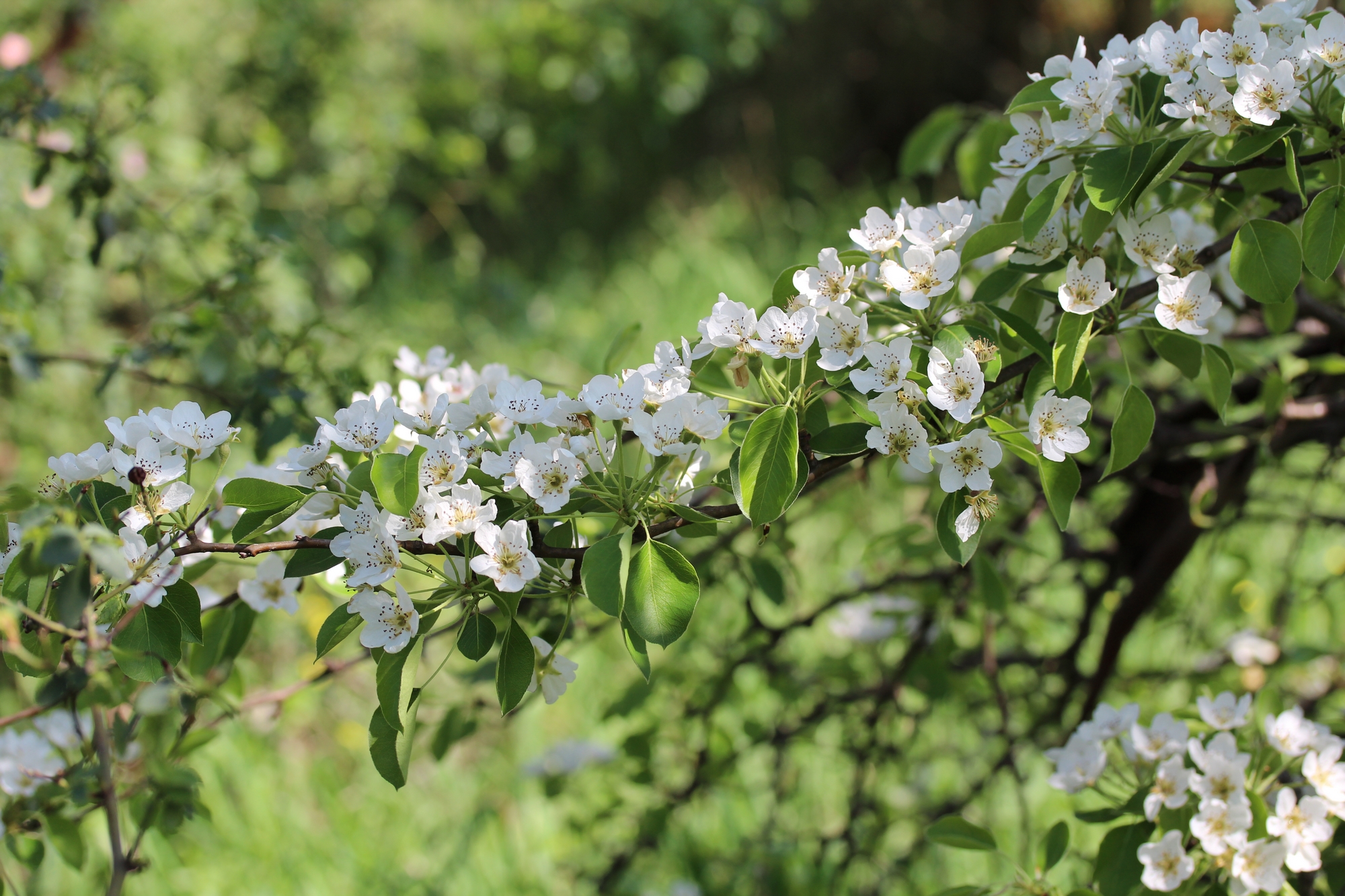 Pyrus communis