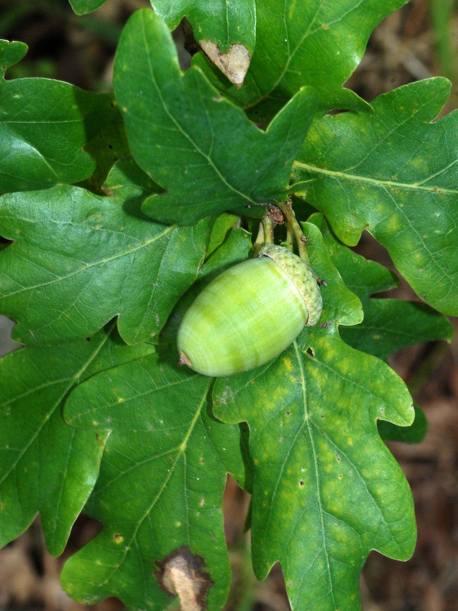 Quercus robur