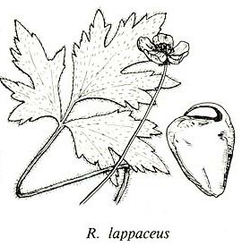 Ranunculus lappaceus