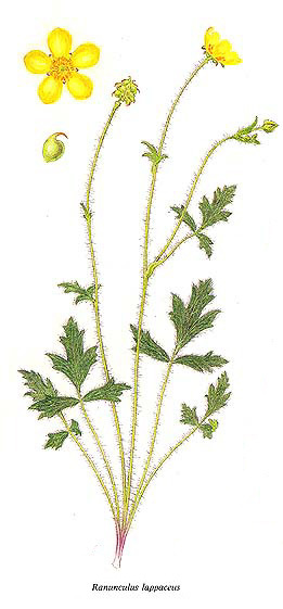 Ranunculus lappaceus