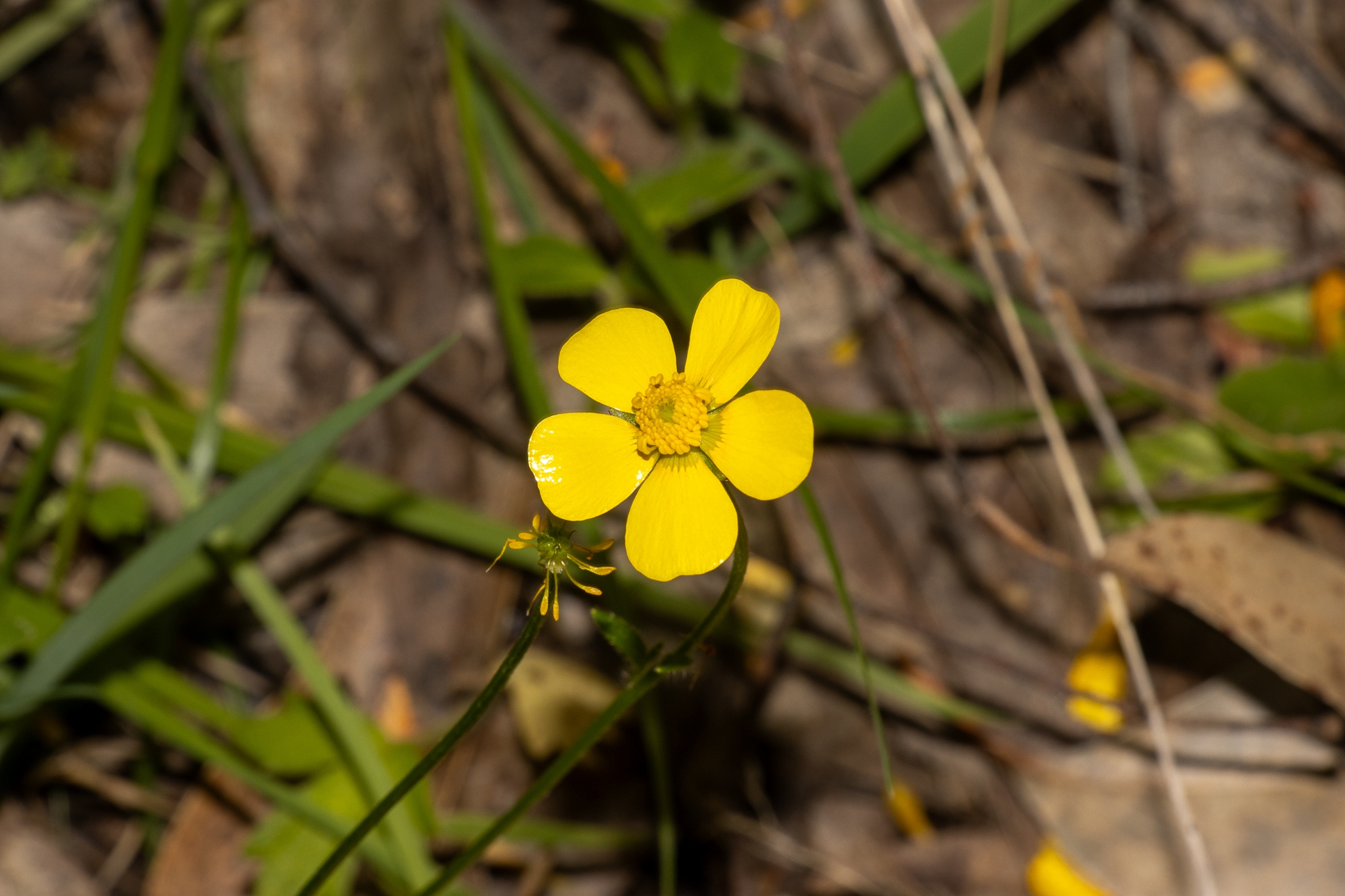 Ranunculus lappaceus