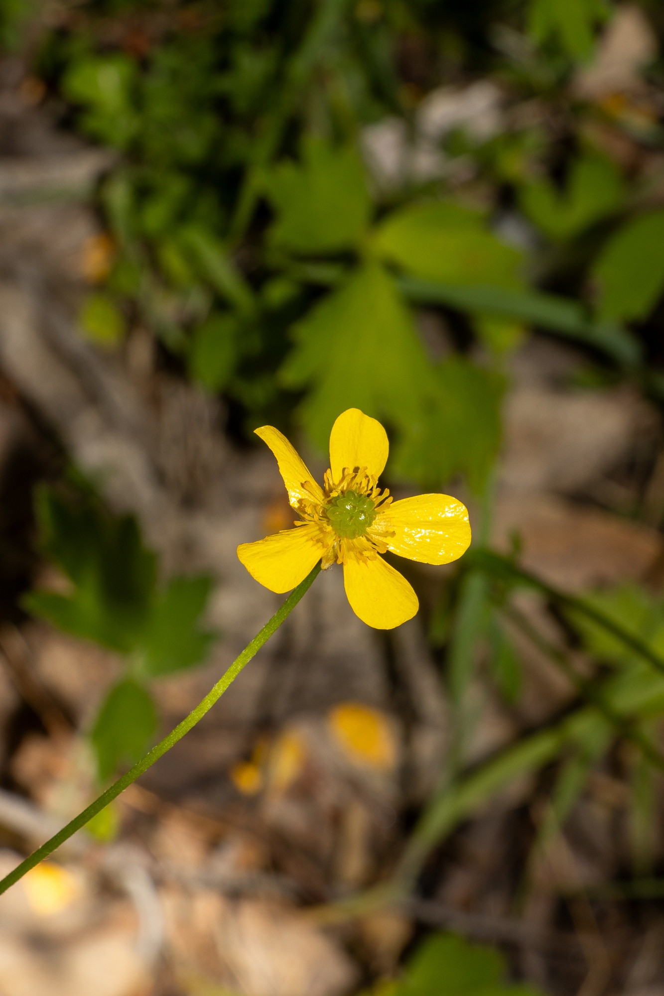 Ranunculus lappaceus
