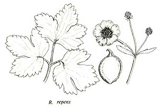 Ranunculus repens