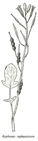 Raphanus raphanistrum