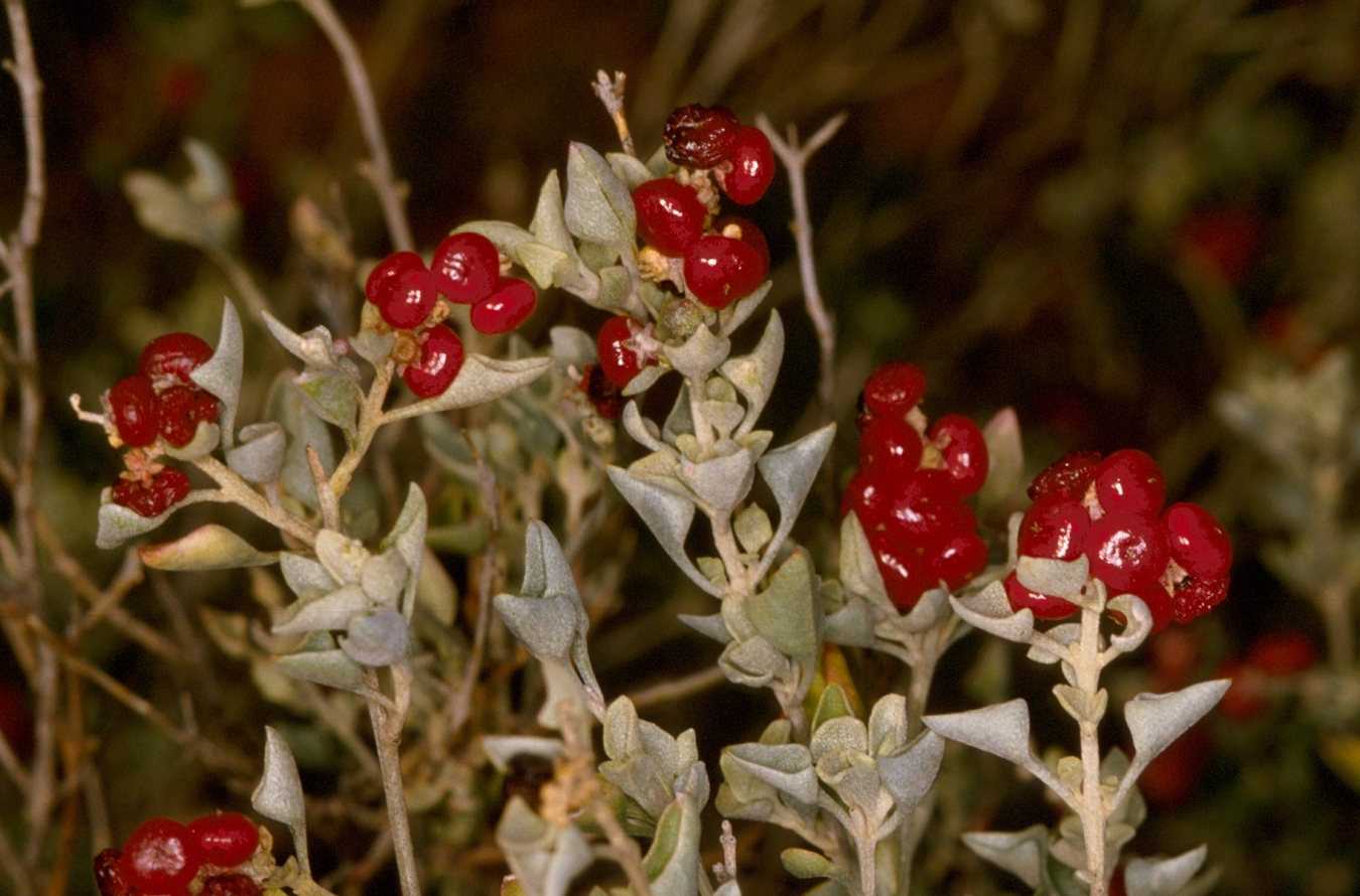 Rhagodia candolleana subsp. argentea