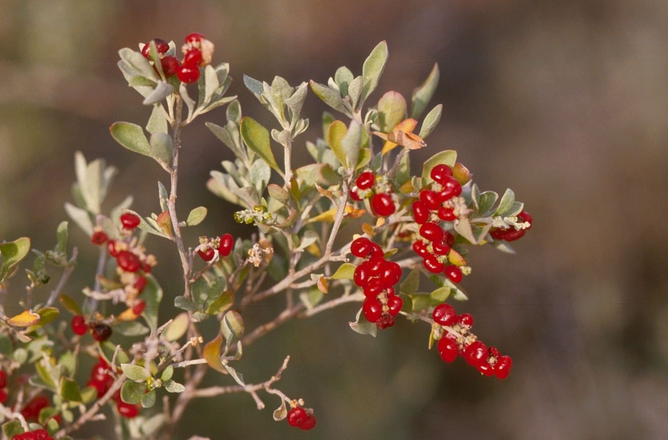 Rhagodia candolleana subsp. argentea