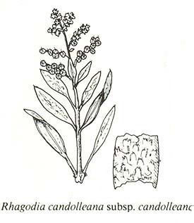 Rhagodia candolleana subsp. candolleana