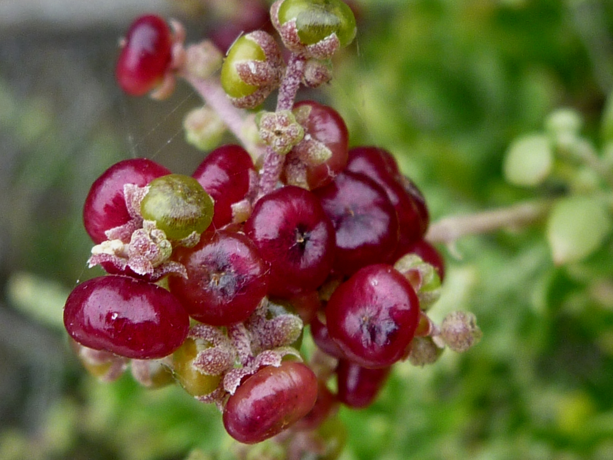 Rhagodia candolleana subsp. candolleana