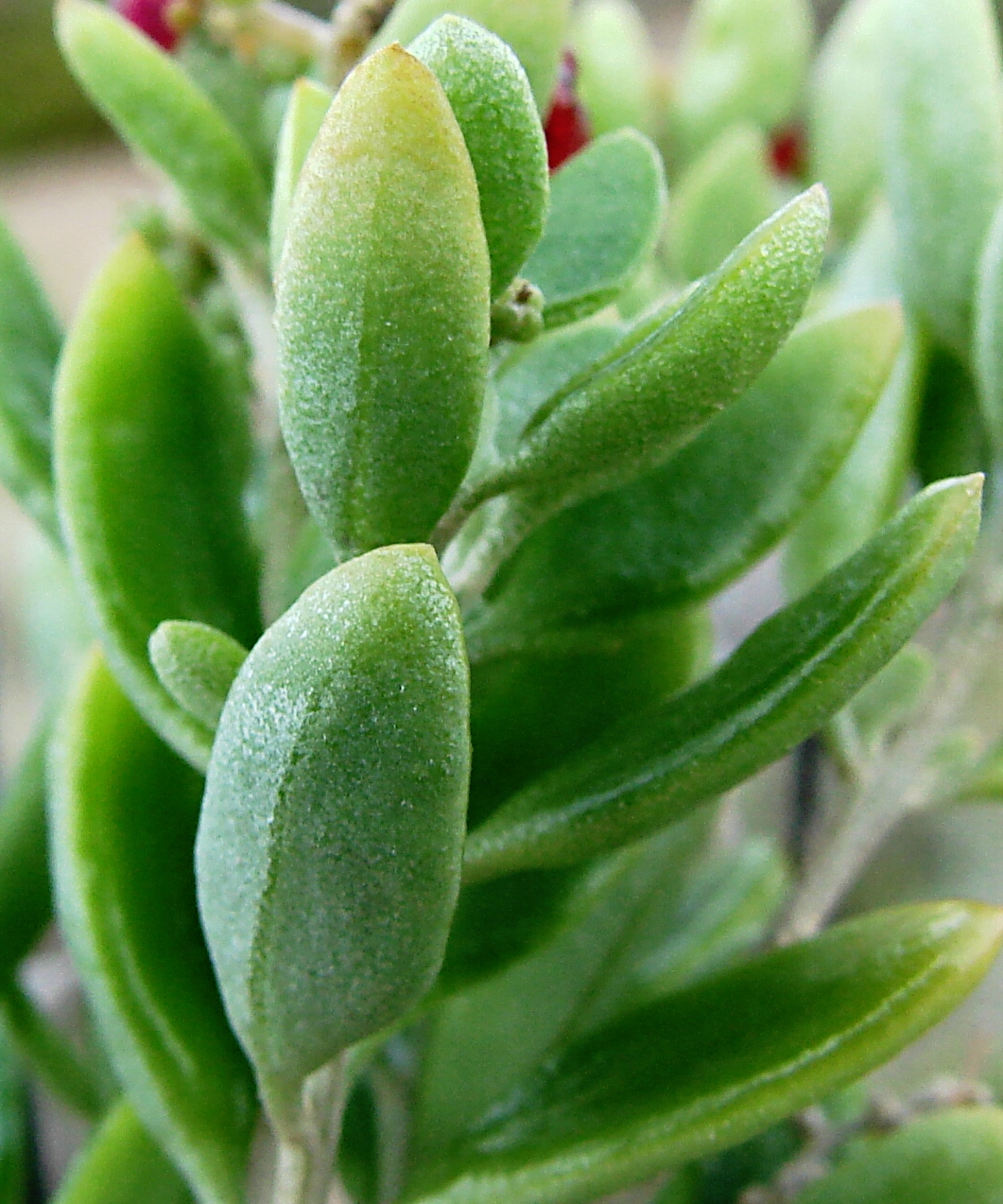 Rhagodia candolleana subsp. candolleana