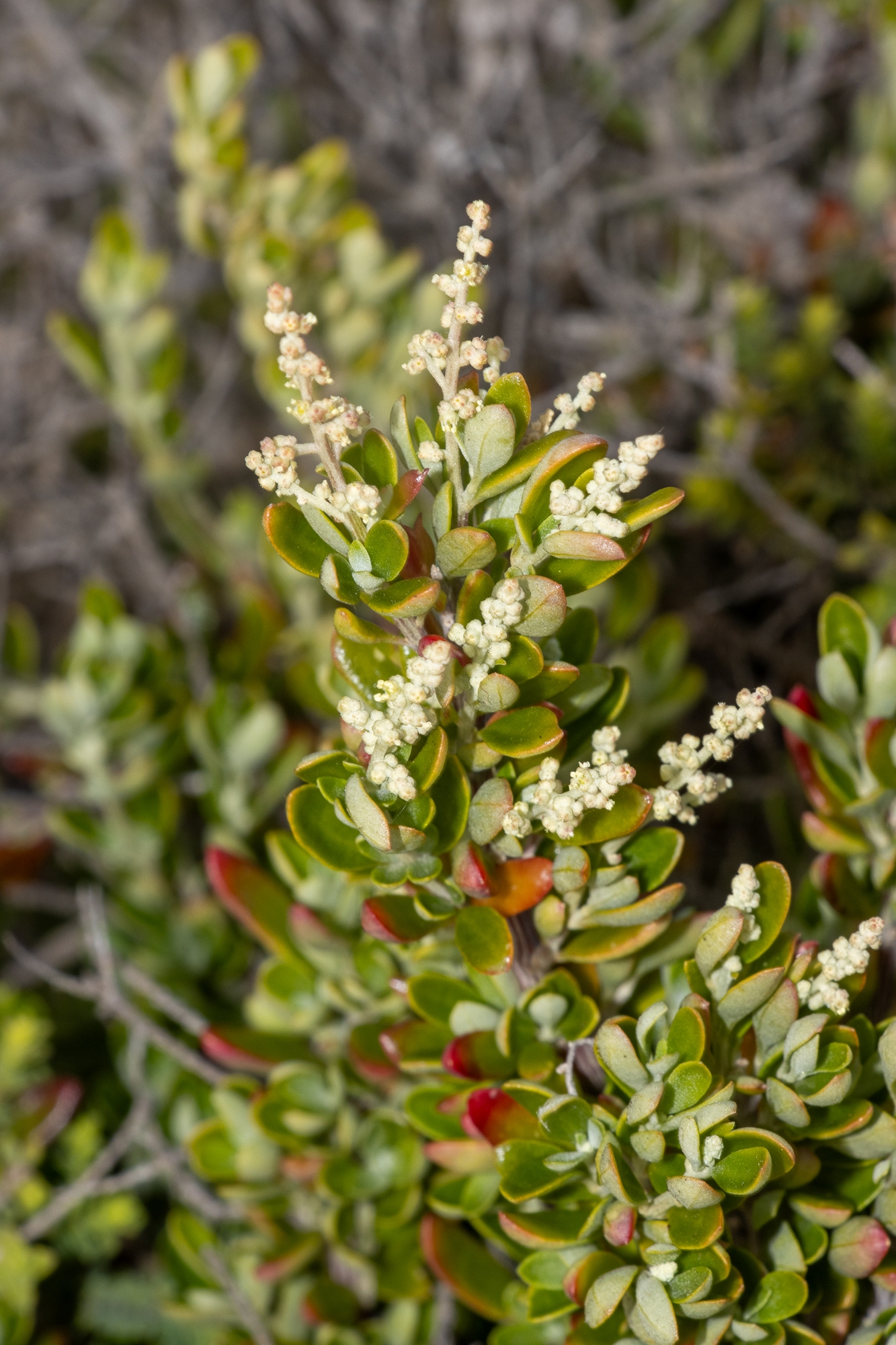 Rhagodia candolleana subsp. candolleana
