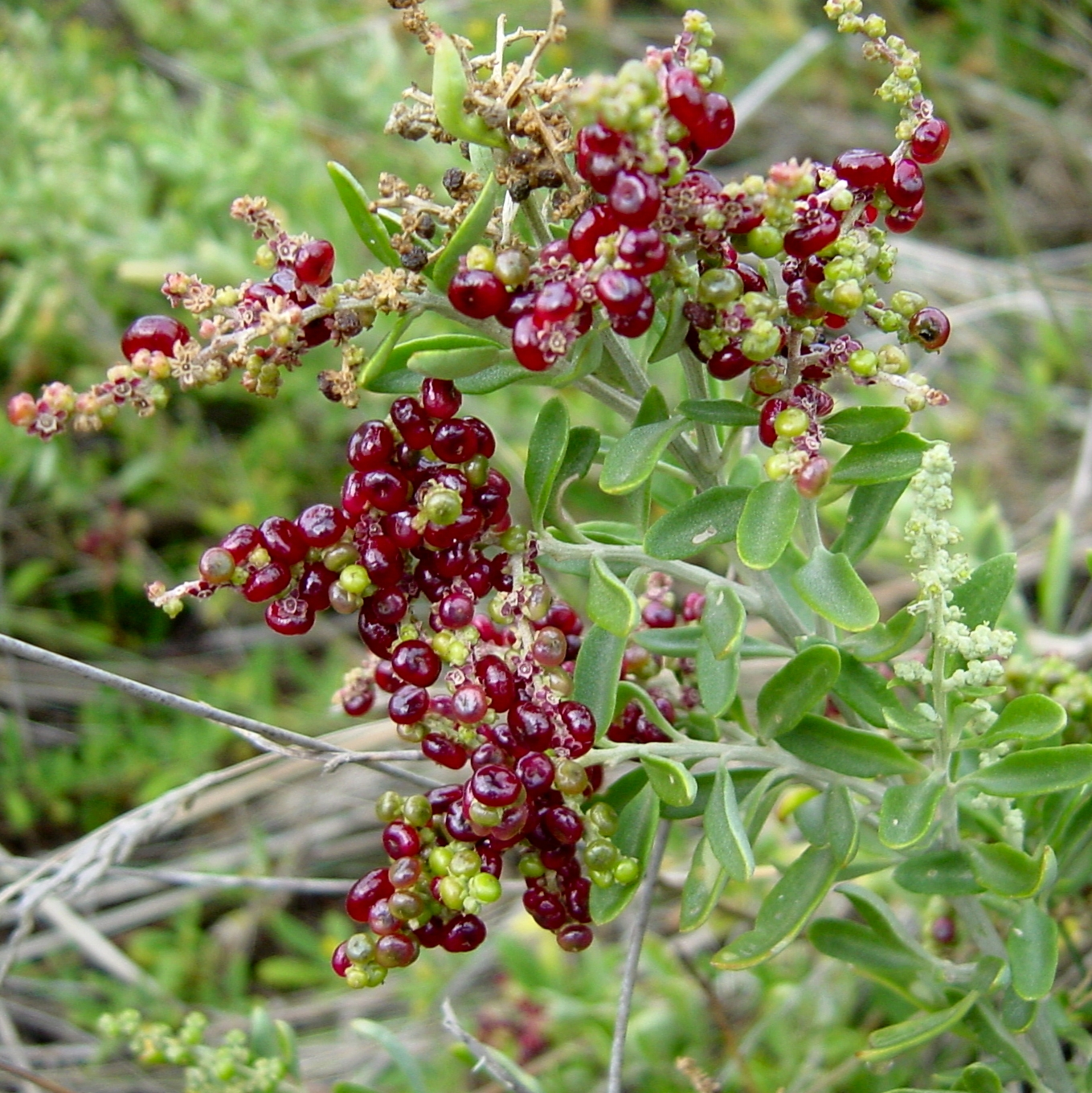 Rhagodia candolleana