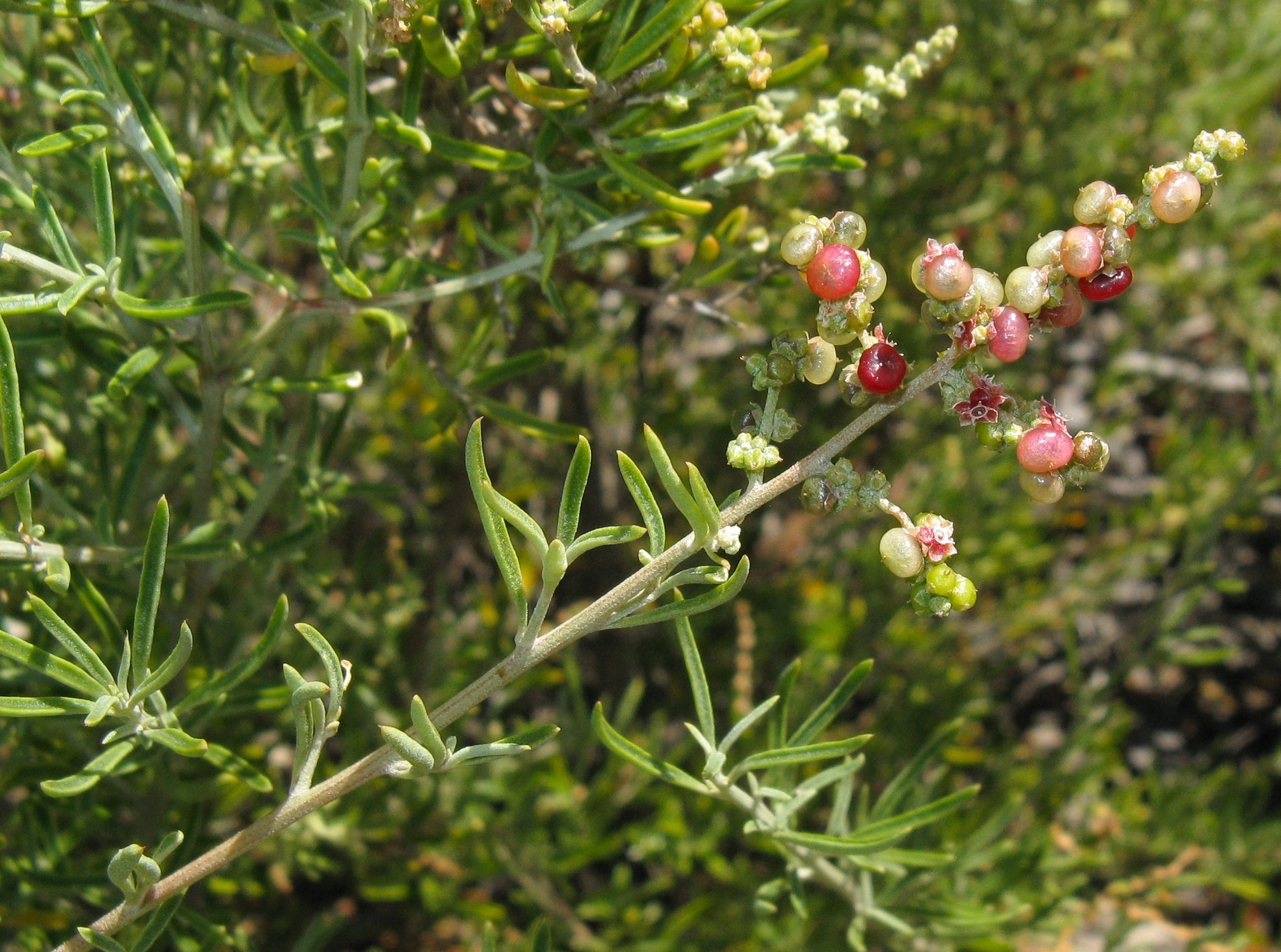 Rhagodia crassifolia