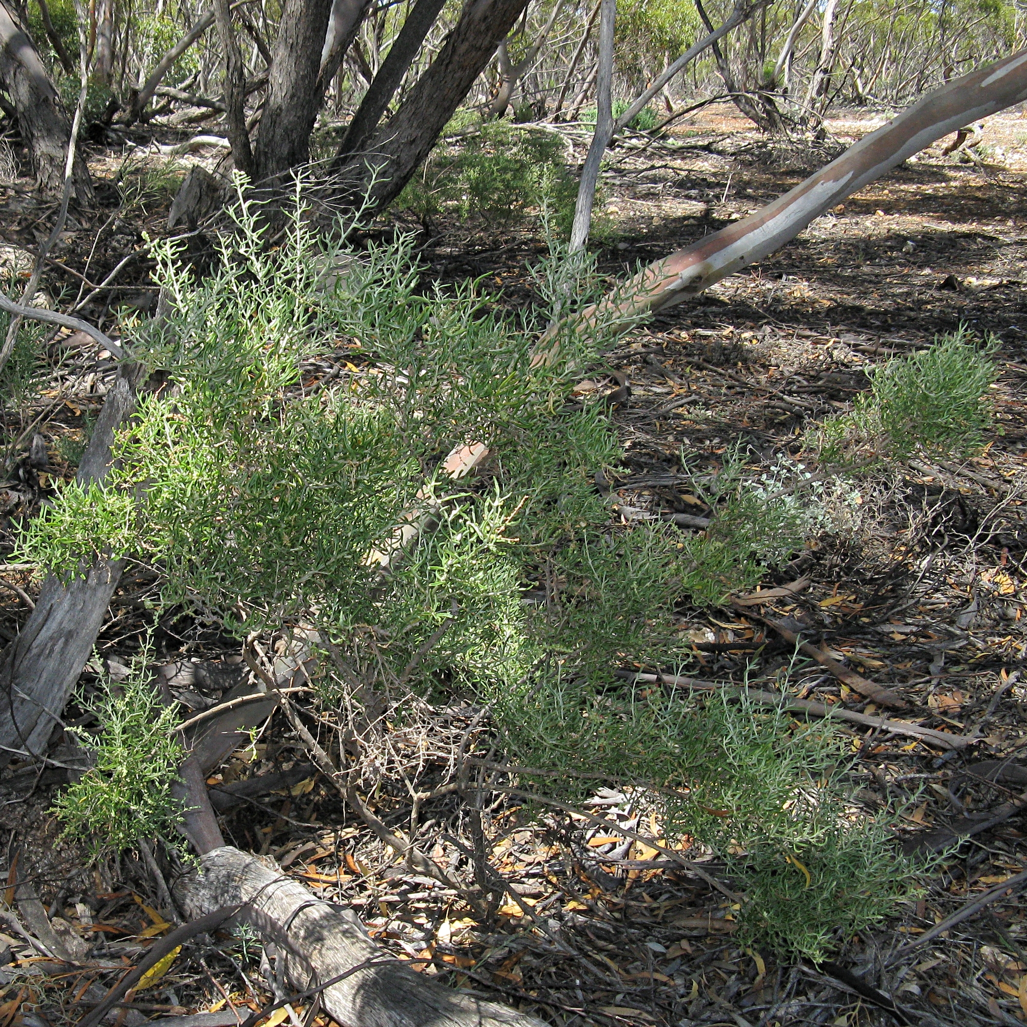 Rhagodia crassifolia
