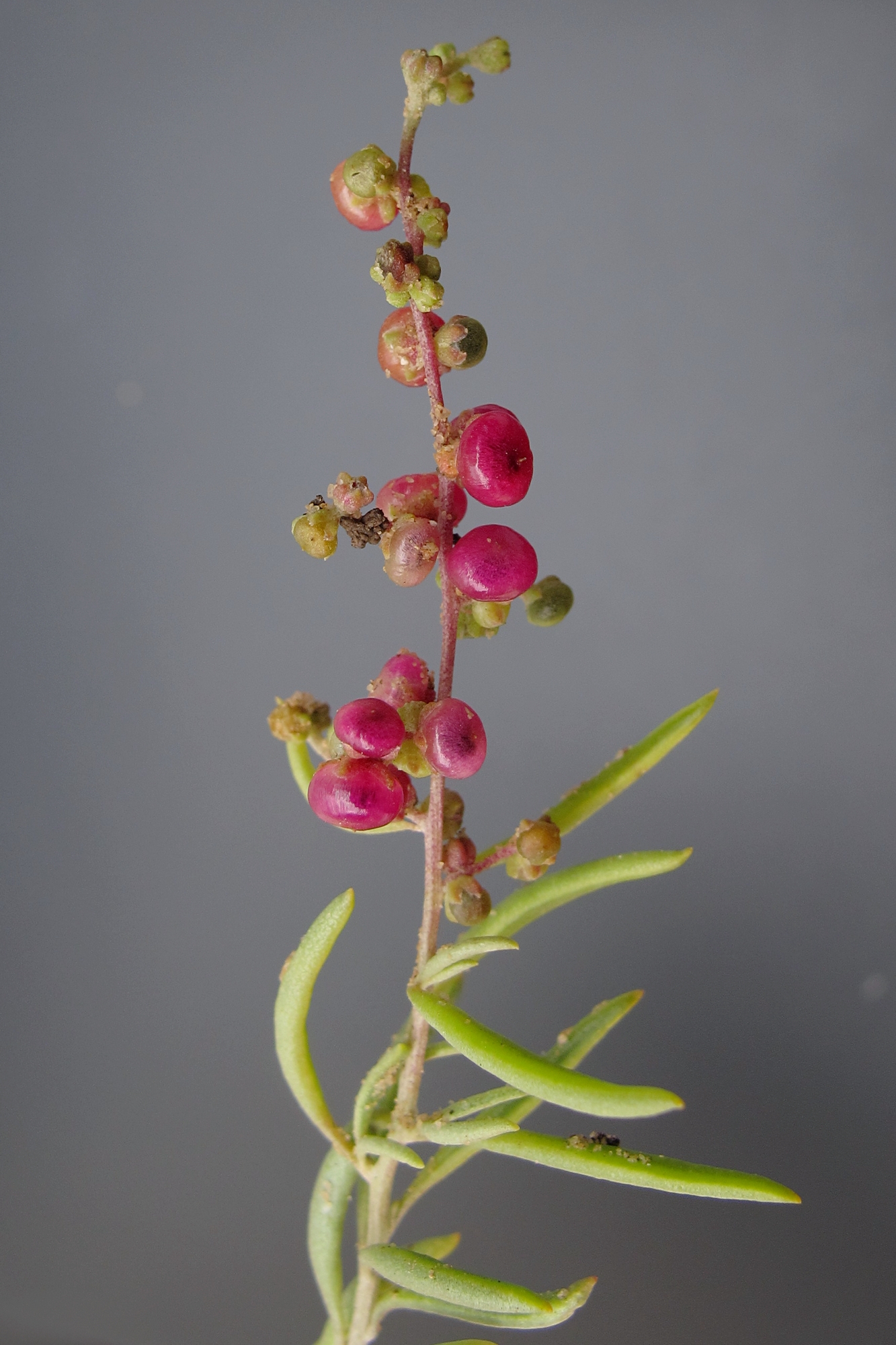Rhagodia crassifolia