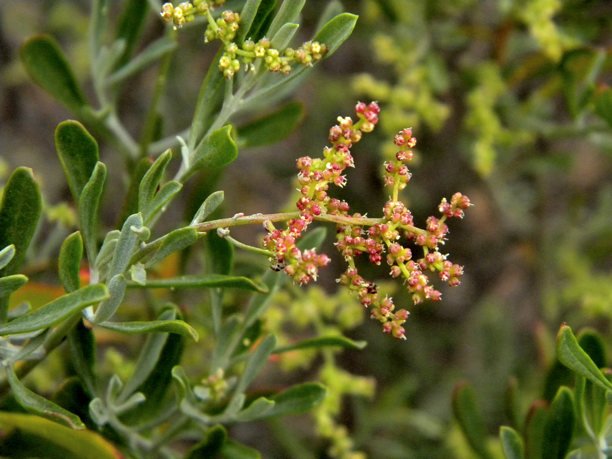 Rhagodia preissii