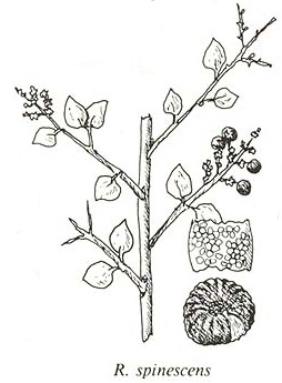 Rhagodia spinescens