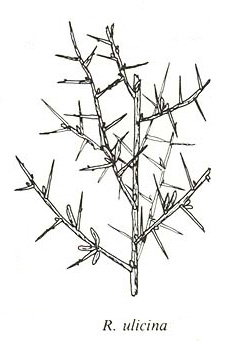 Rhagodia ulicina