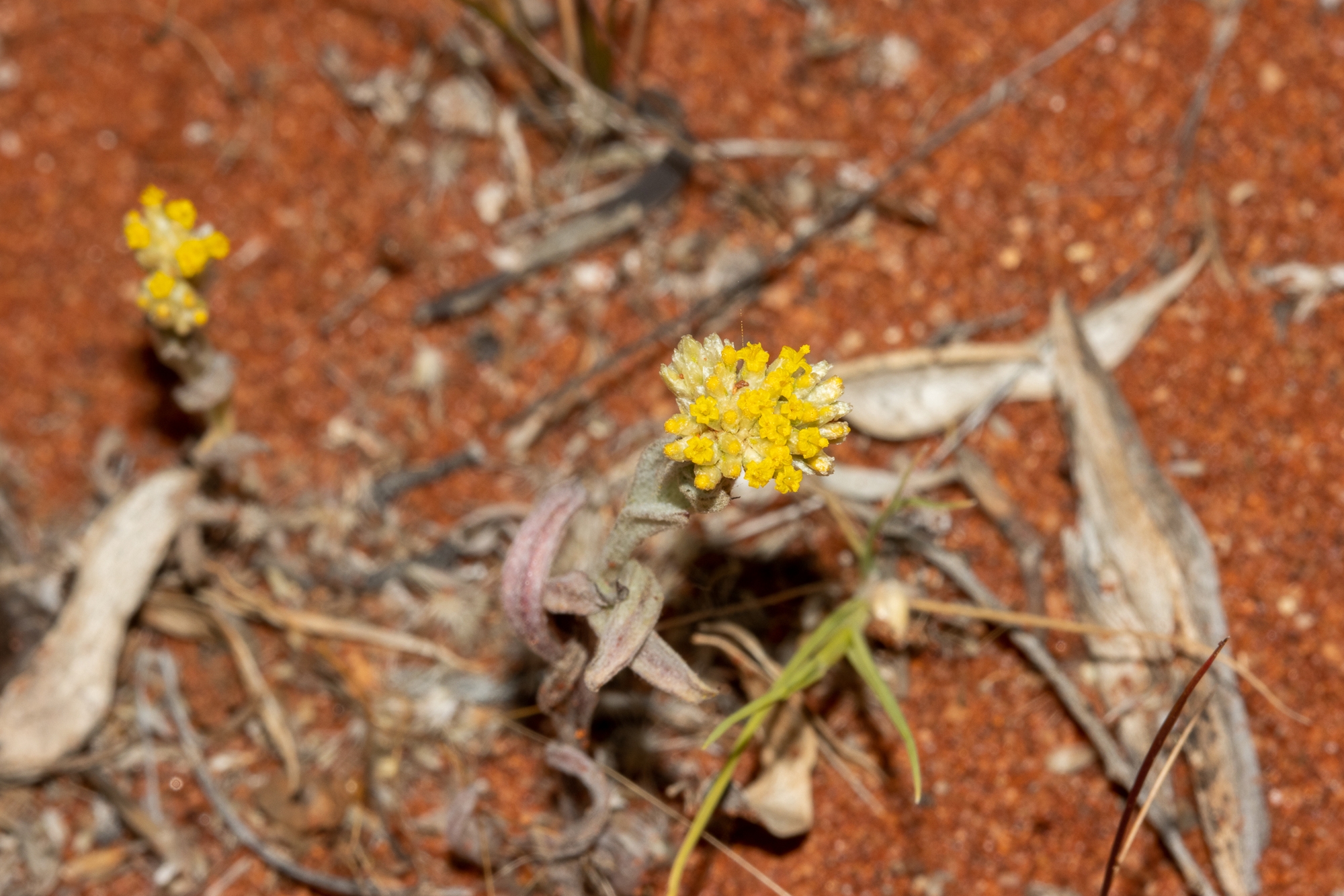 Rhodanthe moschata
