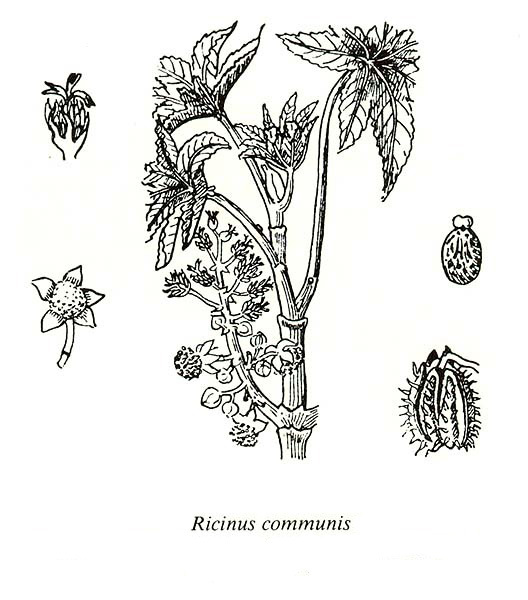 Ricinus communis