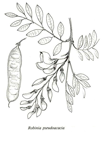 Robinia pseudoacacia