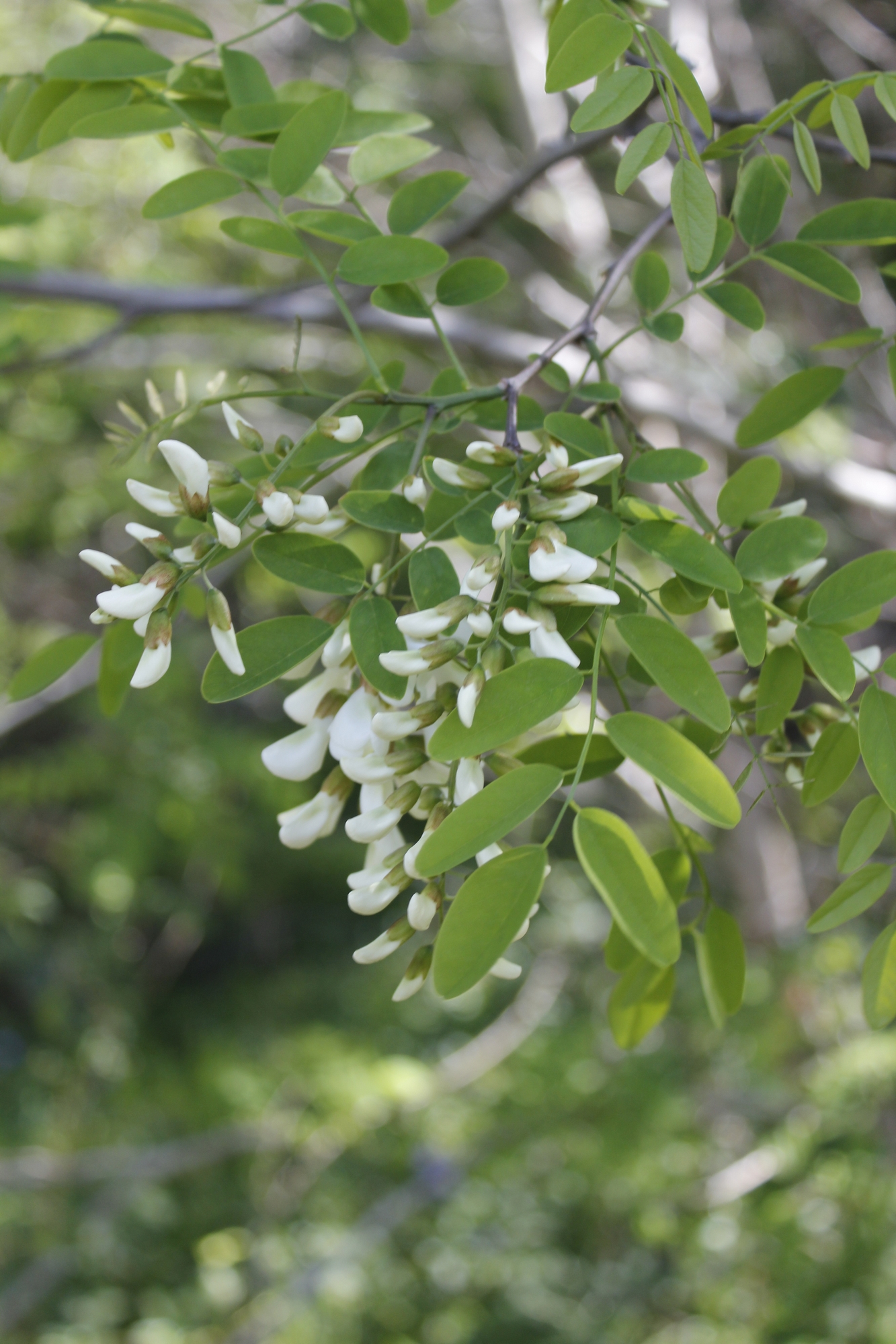 Robinia pseudoacacia