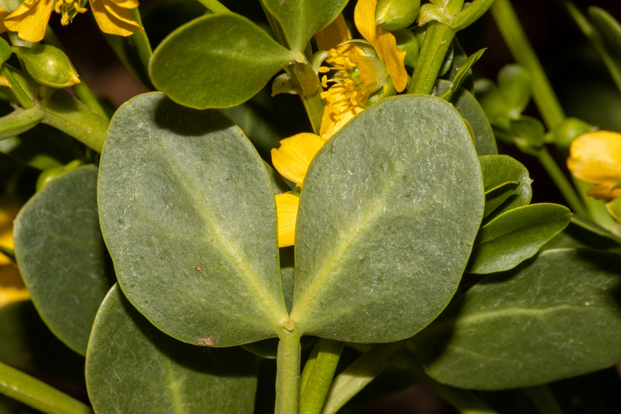 Roepera apiculata