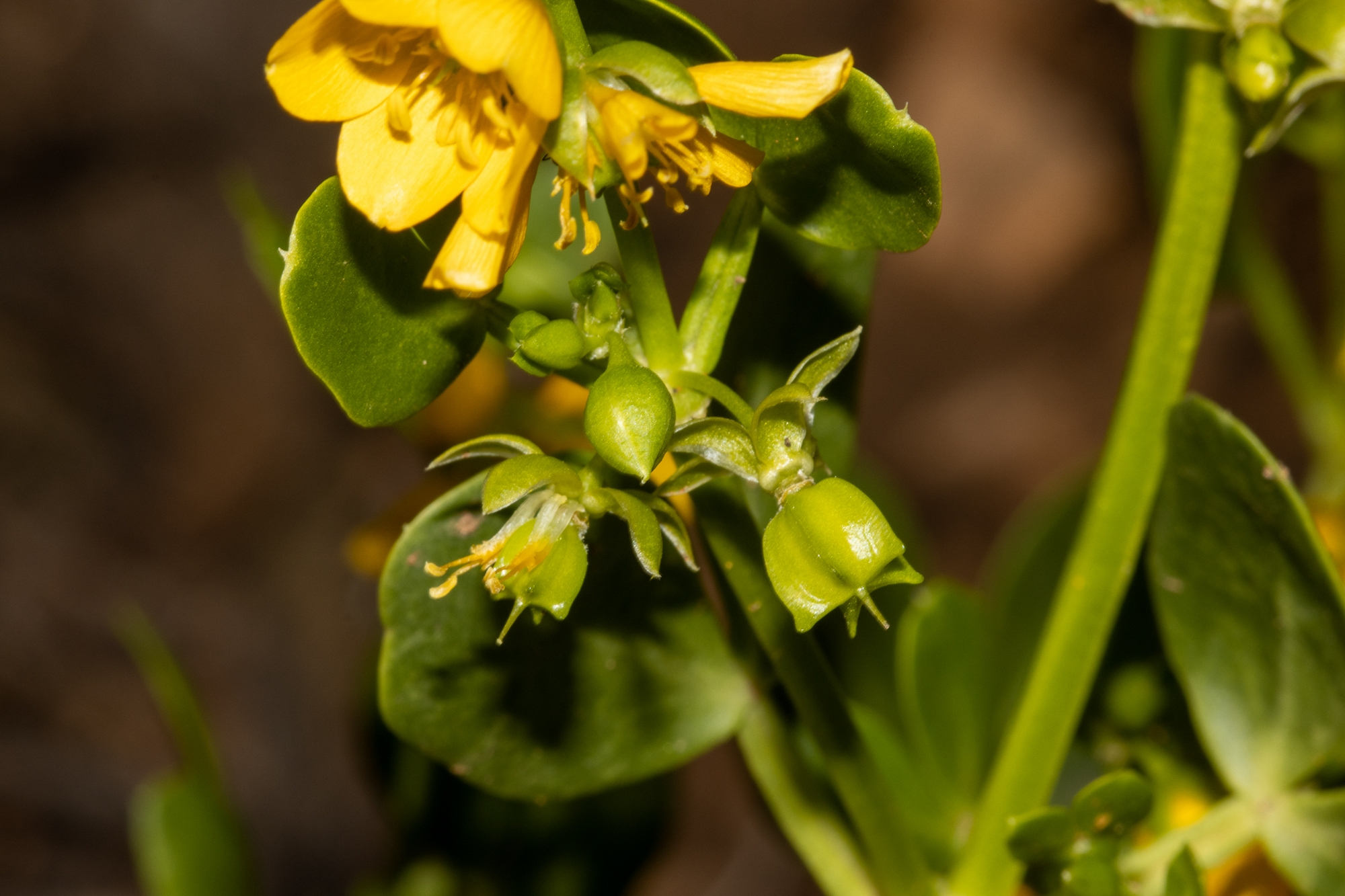 Roepera apiculata