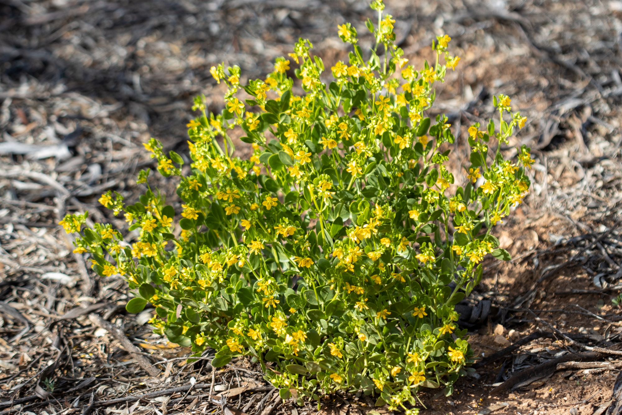 Roepera apiculata