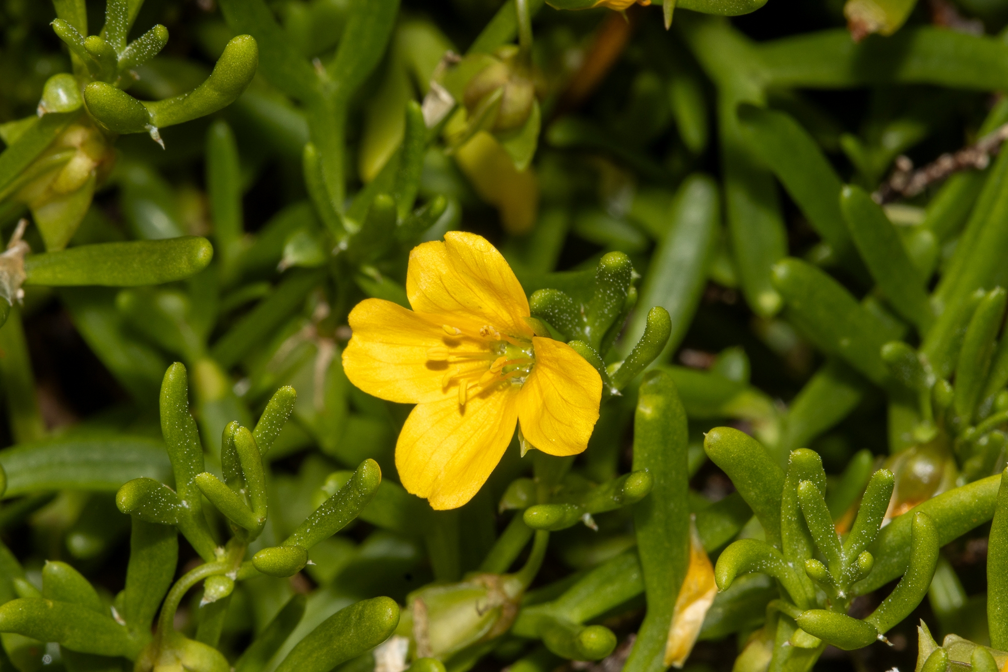 Roepera aurantiaca subsp. aurantiaca