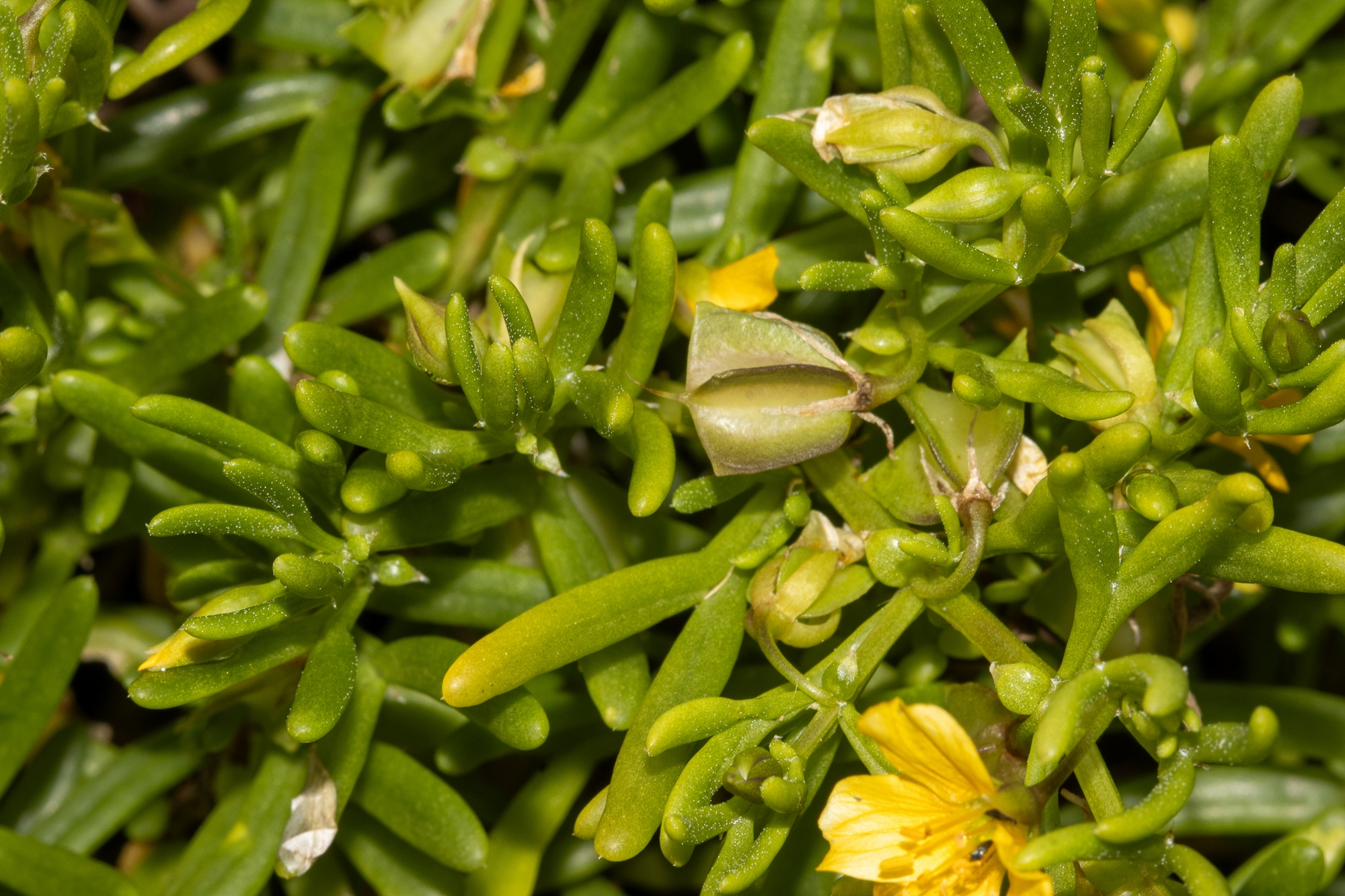 Roepera aurantiaca