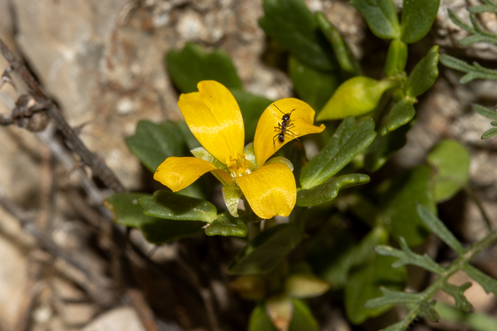 Roepera crenata