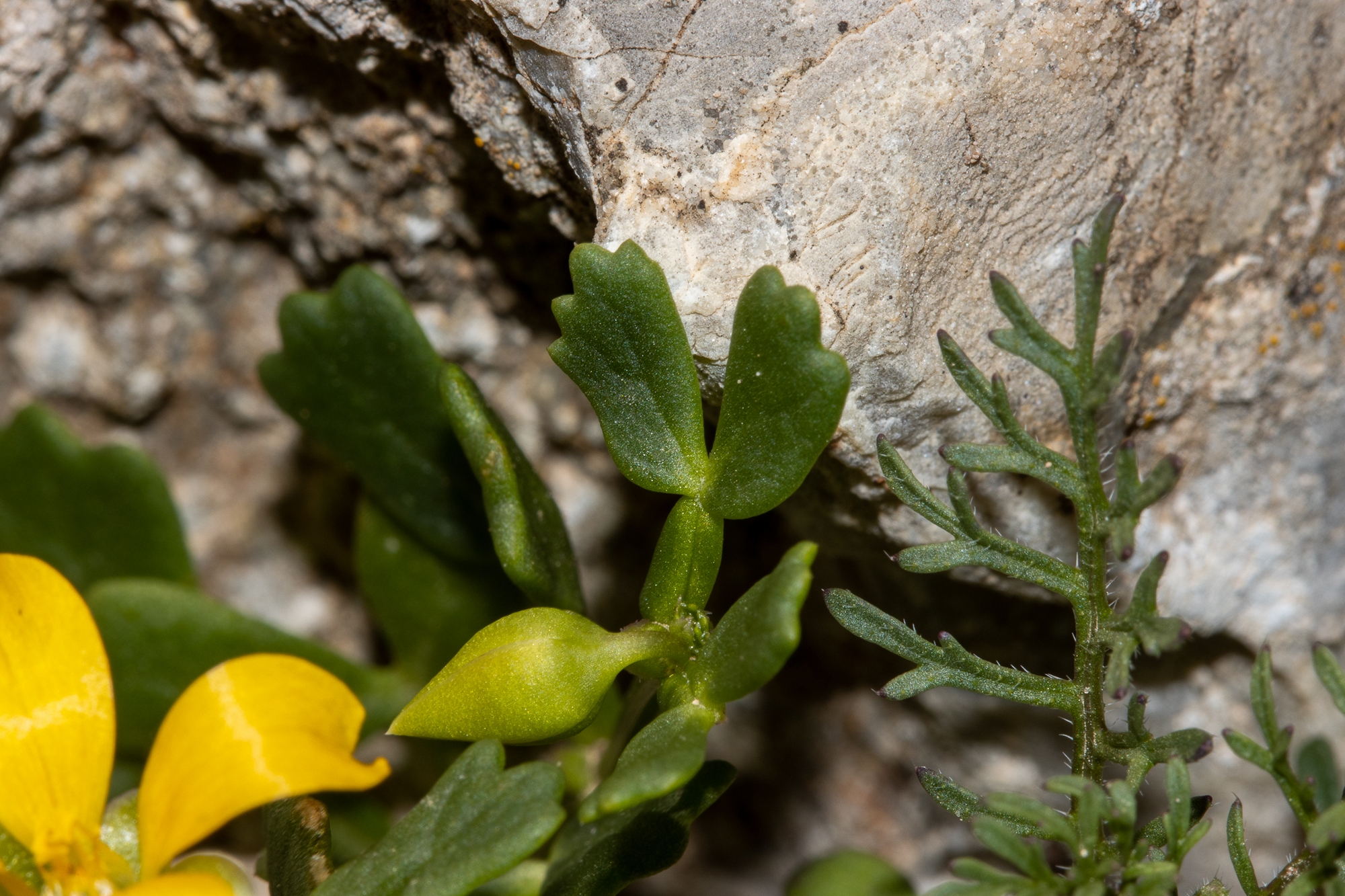 Roepera crenata