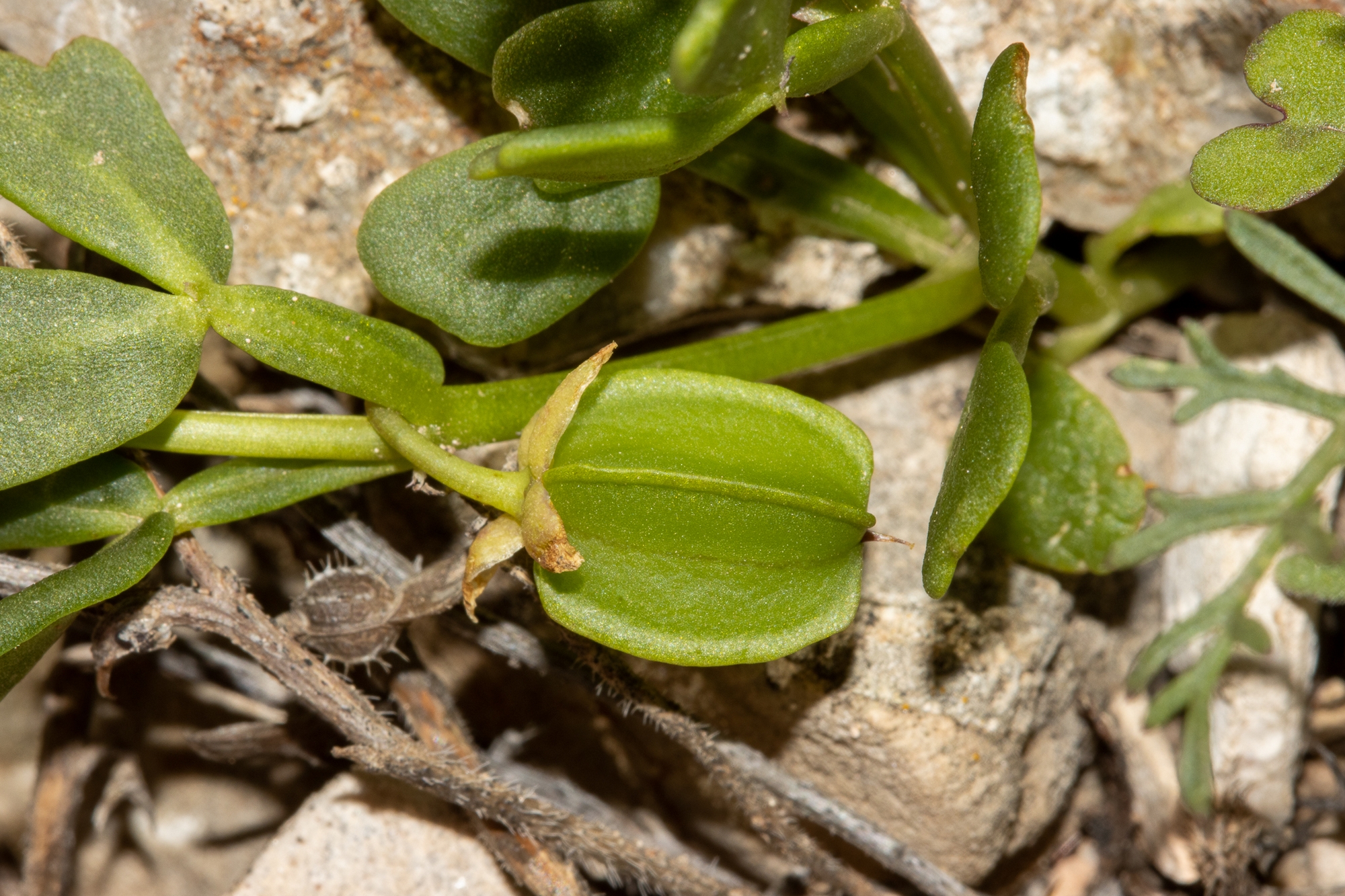 Roepera crenata