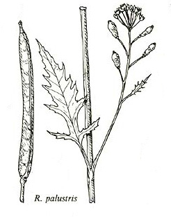 Rorippa palustris
