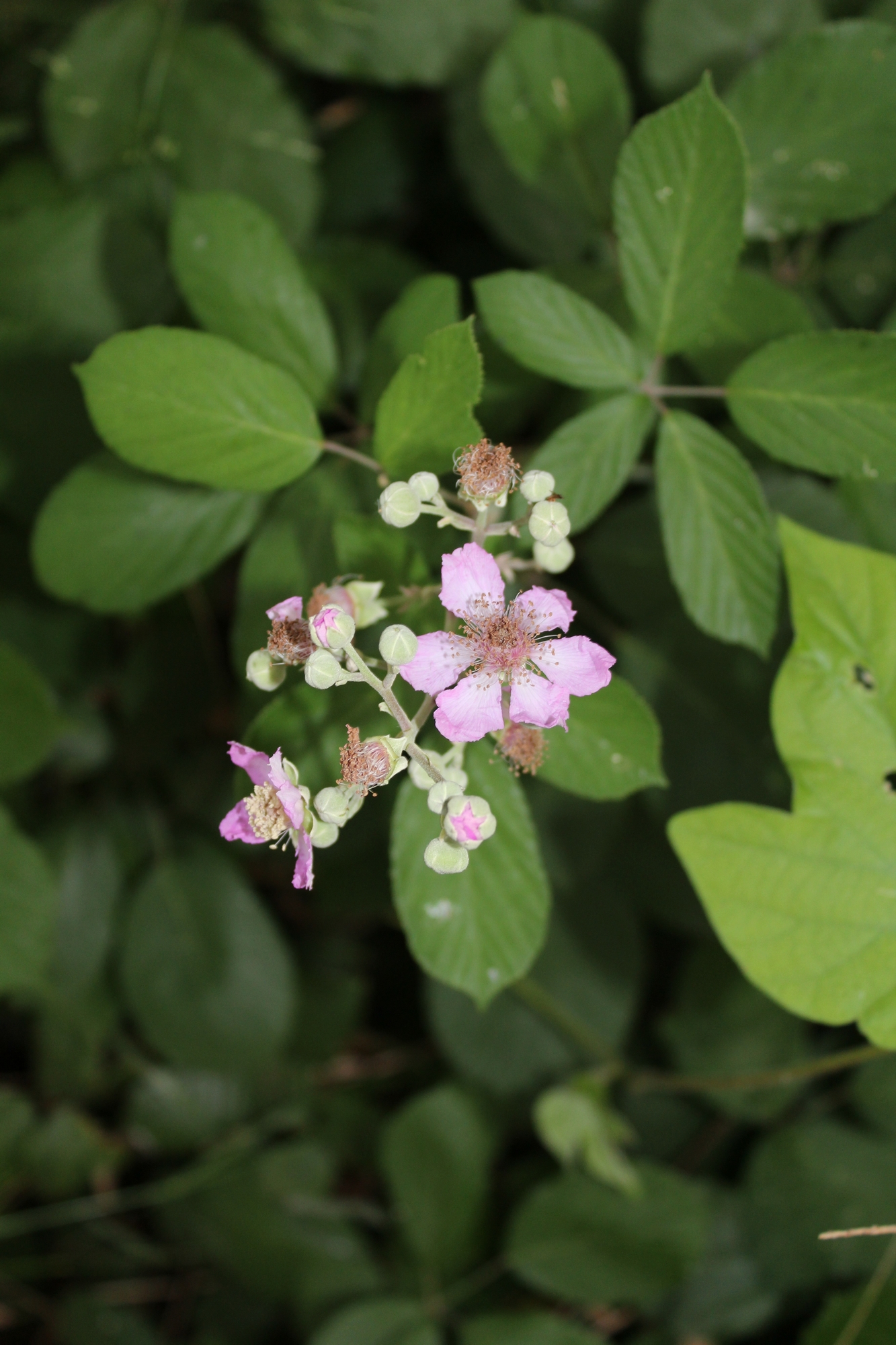 Rubus ulmifolius var. ulmifolius