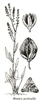 Rumex acetosella
