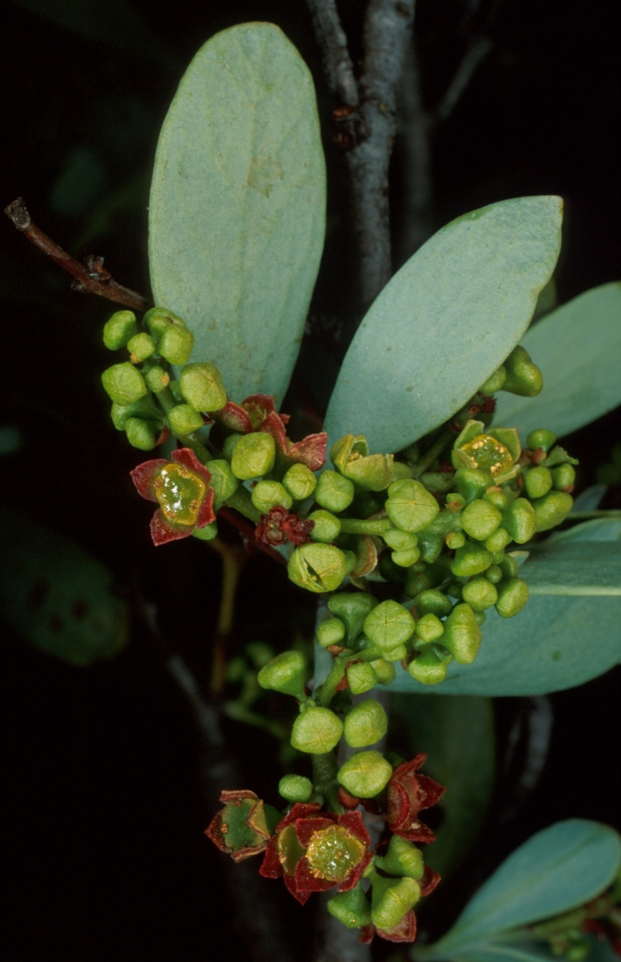 Santalum spicatum